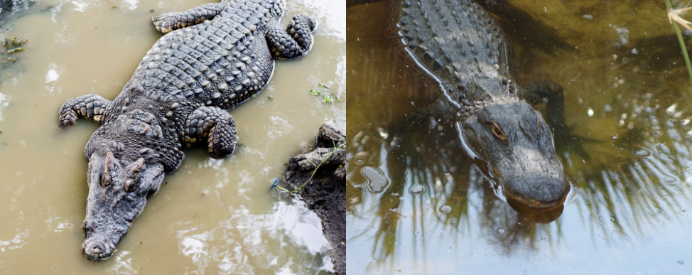 Diferencias y similitudes entre cocodrilo y caimán – Natural Essentia